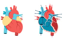 Heart valve disease - causes, symptoms and treatment - BHF
