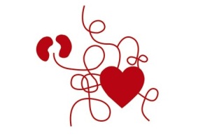 Why do heart and kidney diseases go together? - BHF