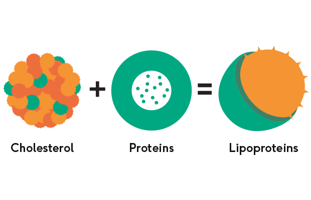 High cholesterol - symptoms, causes and levels - BHF