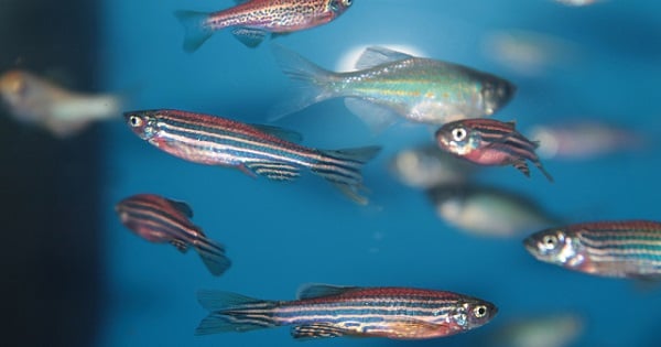New imaging technique unlocks secrets of the zebrafish heart