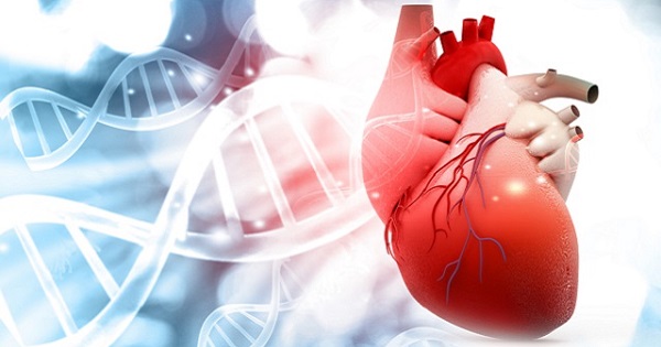 Anti-ageing gene shown to rewind heart age by 10 years - BHF